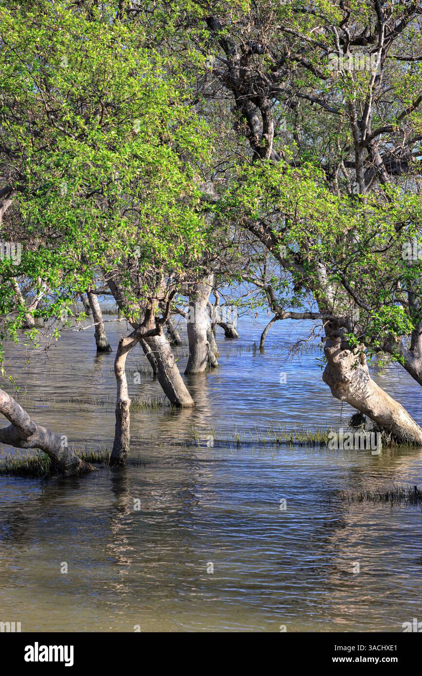 Conditions inside the mangrove forest, Mangrove plants growing in ...