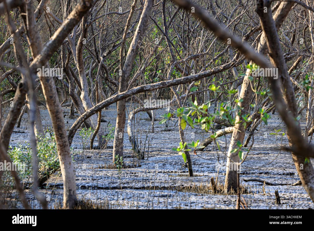 Conditions inside the mangrove forest, Mangrove plants growing in ...