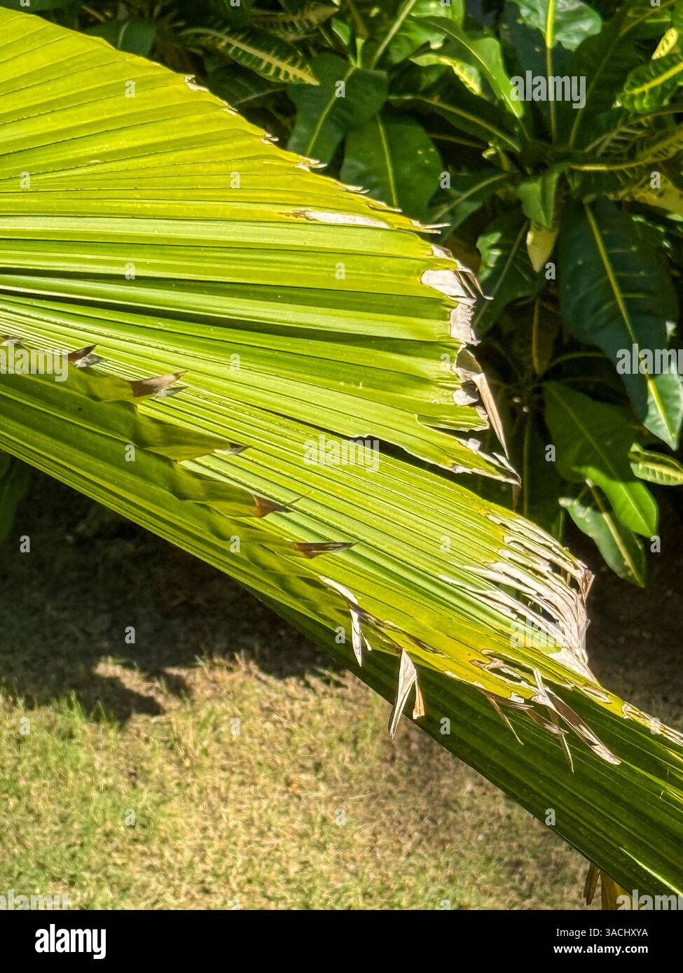 Leaf is torn in half, with the green part of the leaf still attached to ...