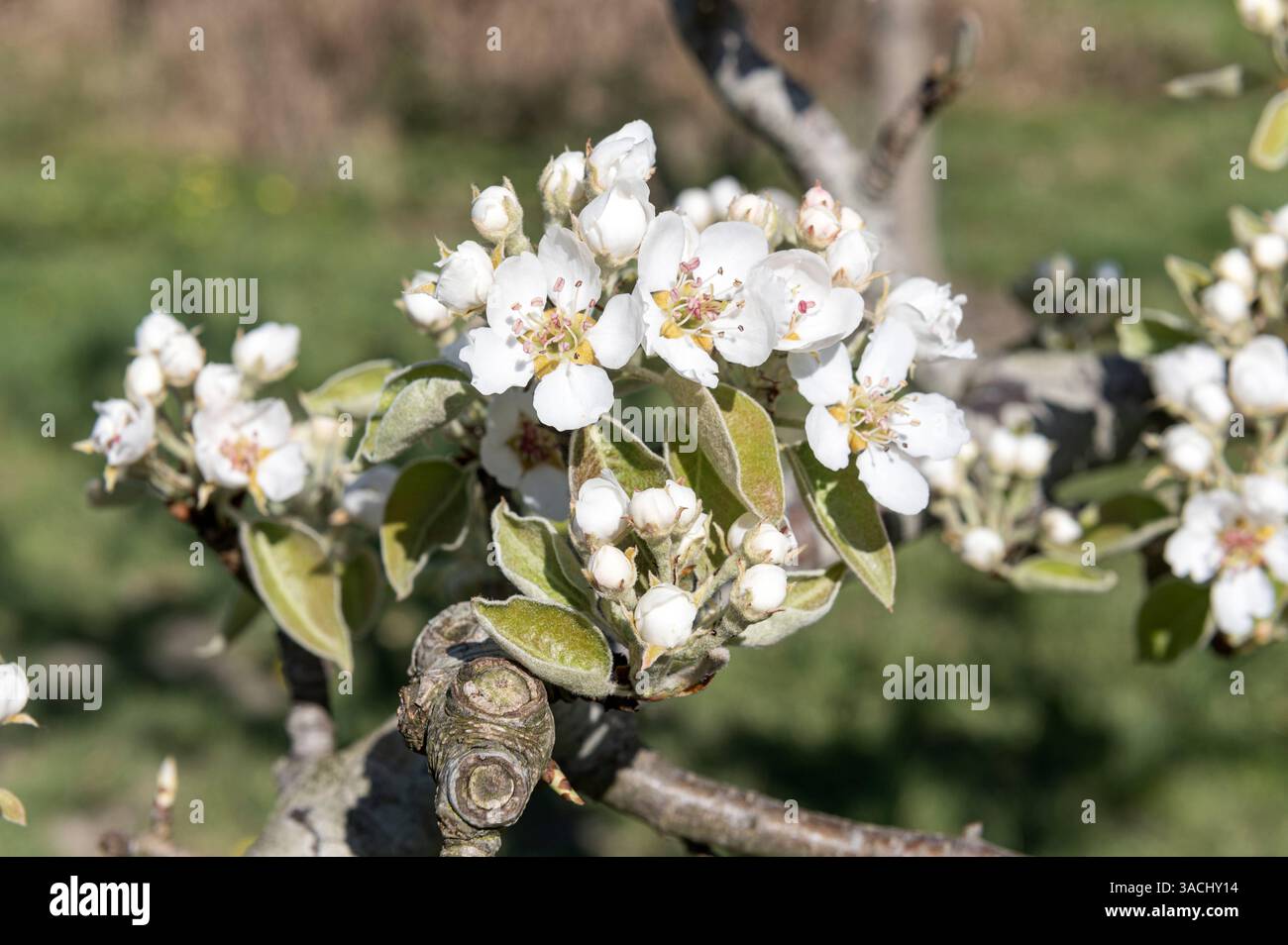 Gardening. Pear pyrus blossom. peer, bloesem, spring, voorjaar, lente ...