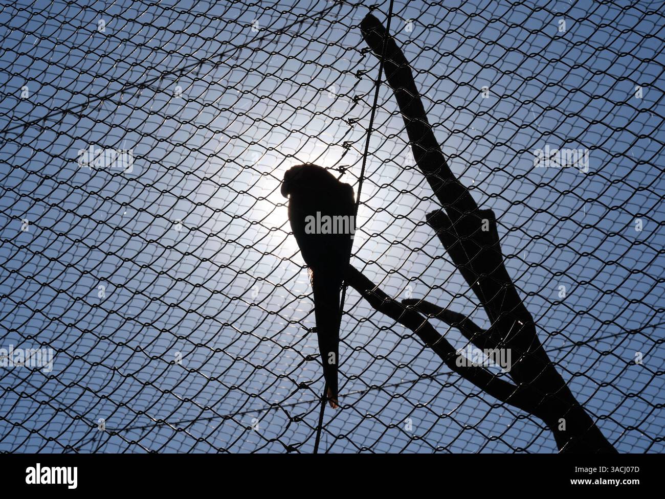 Hamburg, Germany. 04th Apr, 2025. A green-winged macaw sits on a tree ...