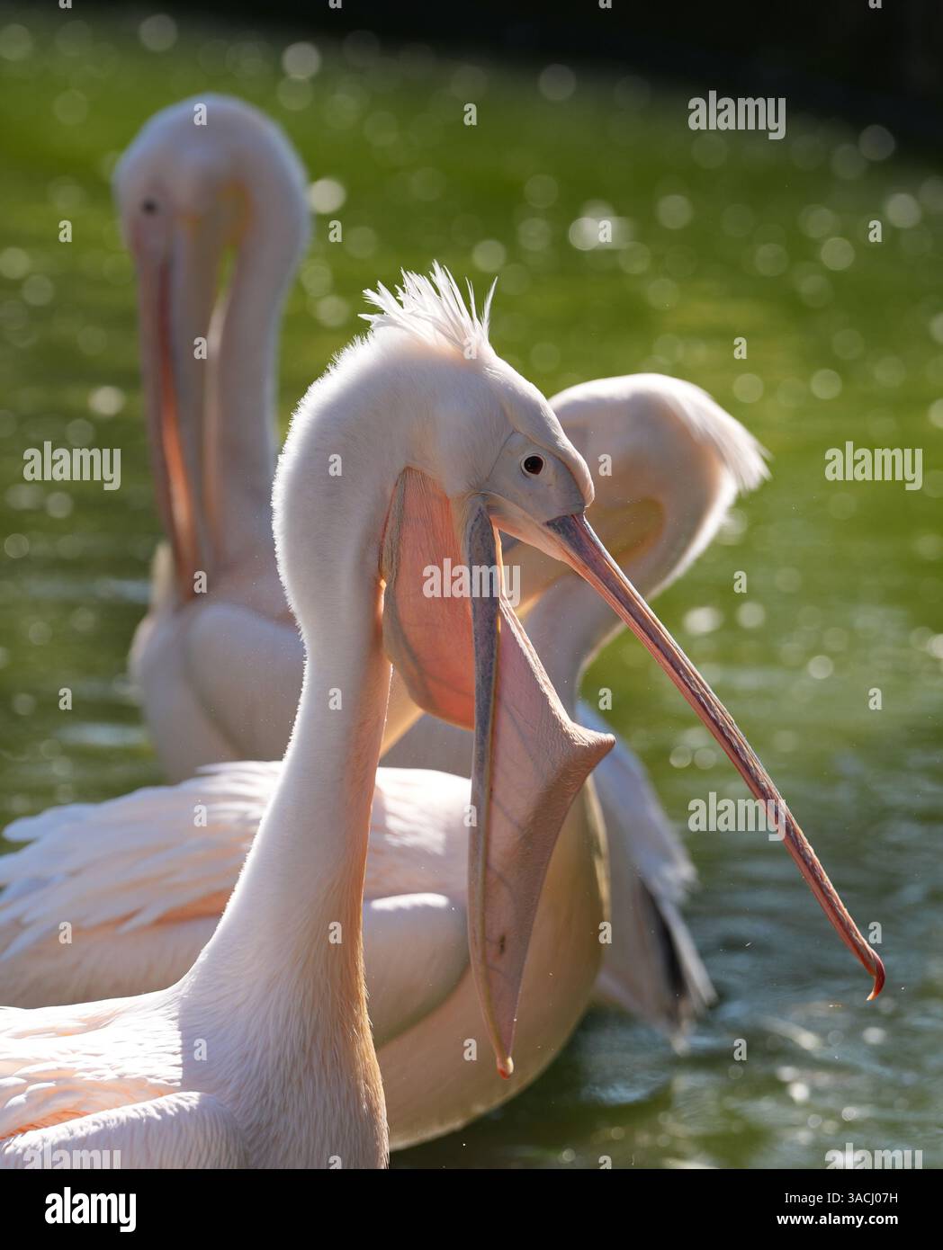 Hamburg, Germany. 04th Apr, 2025. A pink pelican stands with its beak ...