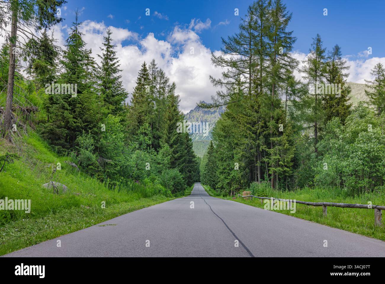 Scenic mountain road surrounded by towering pine trees under sunny blue ...