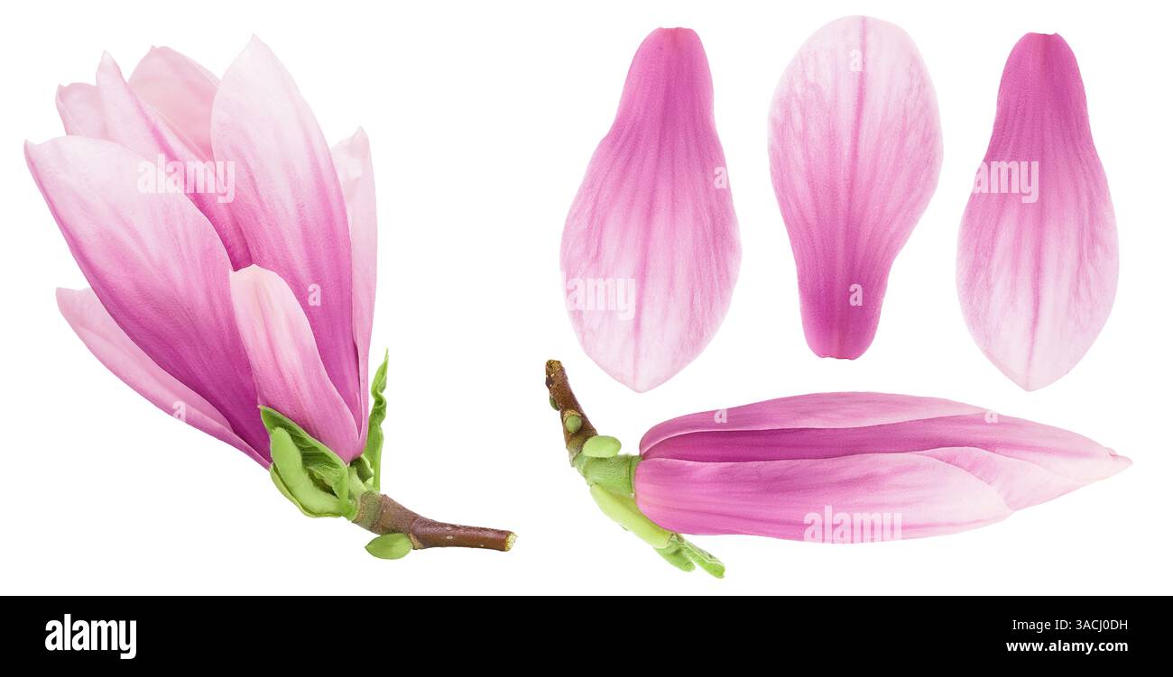 Pink magnolia flower isolated on white background with full depth of ...