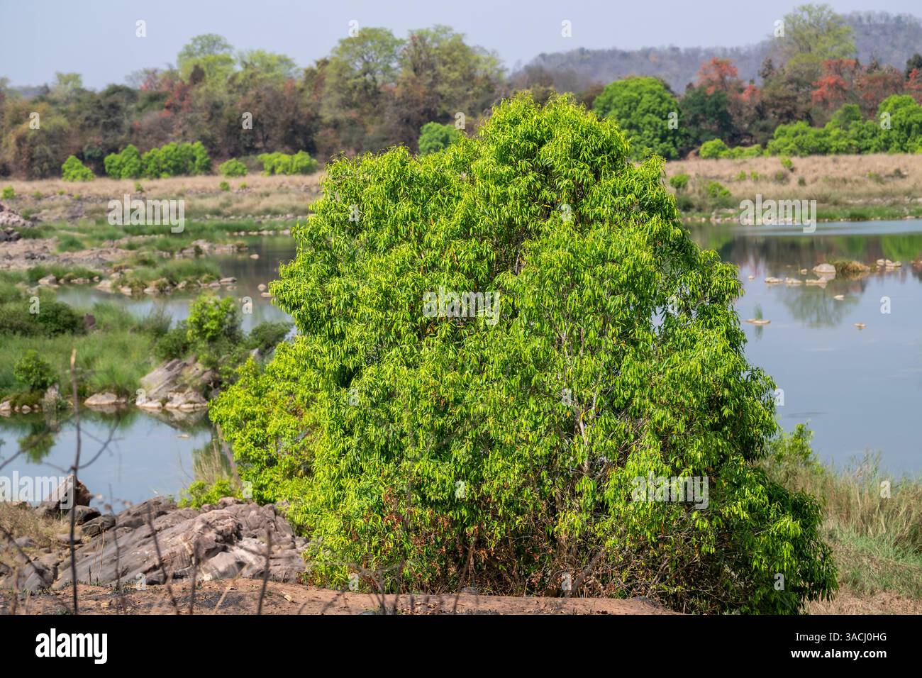 Jamun tree river hi-res stock photography and images - Alamy