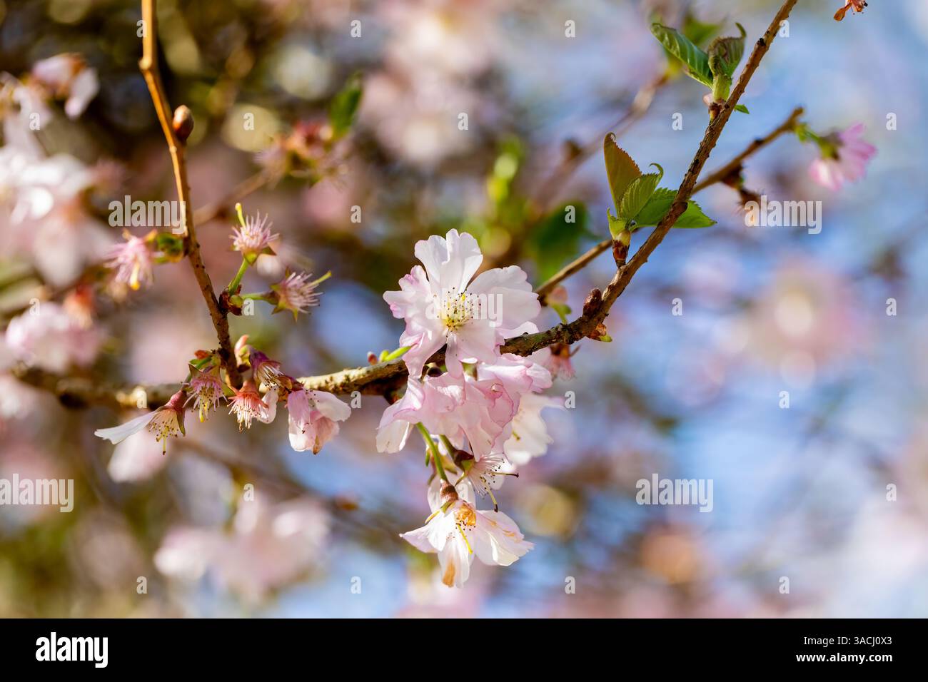 Pink Japanese cherry blossom flowers in spring. Dorset, England UK ...