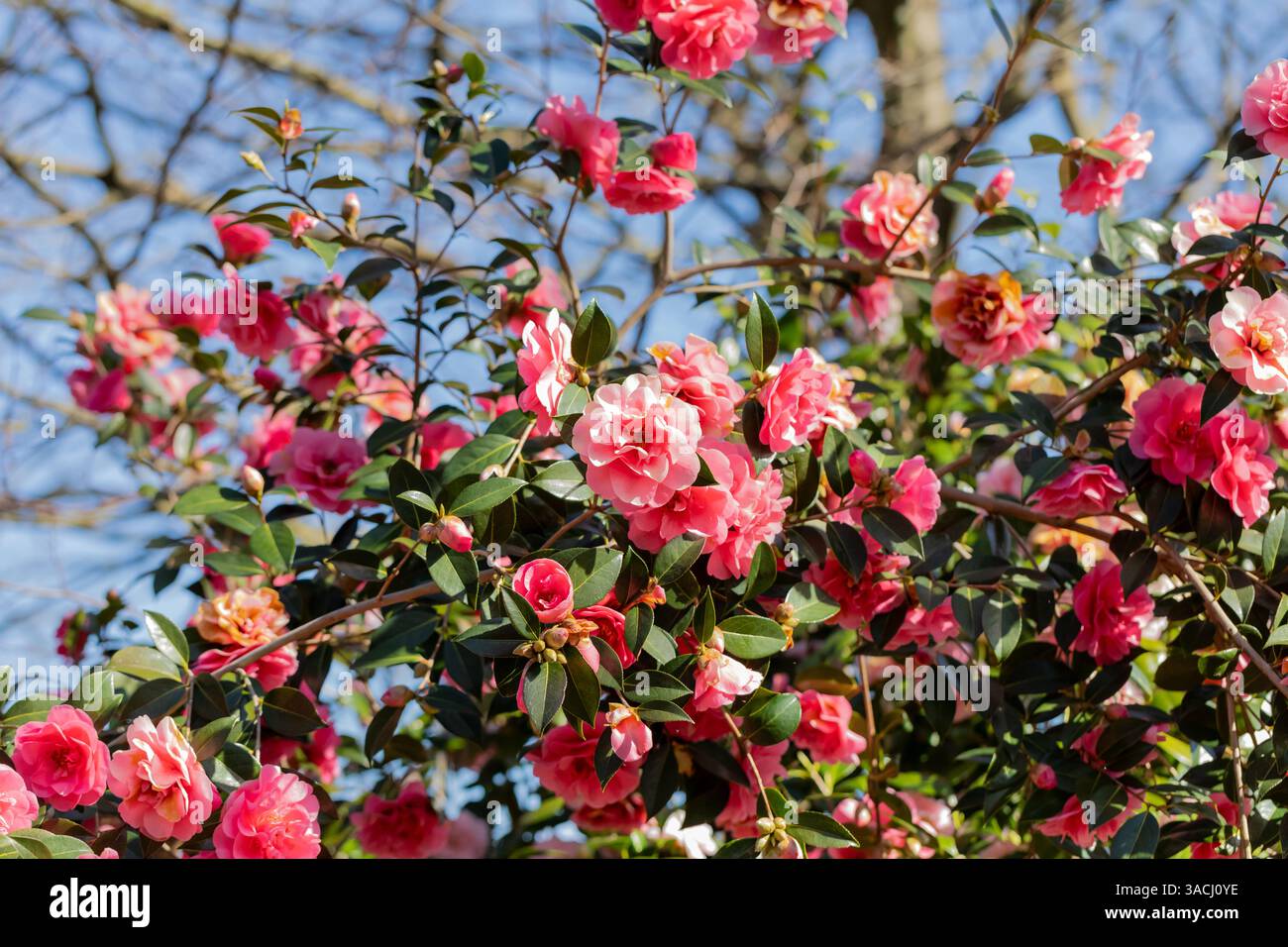 Japanese camellia flowers in hi-res stock photography and images - Alamy