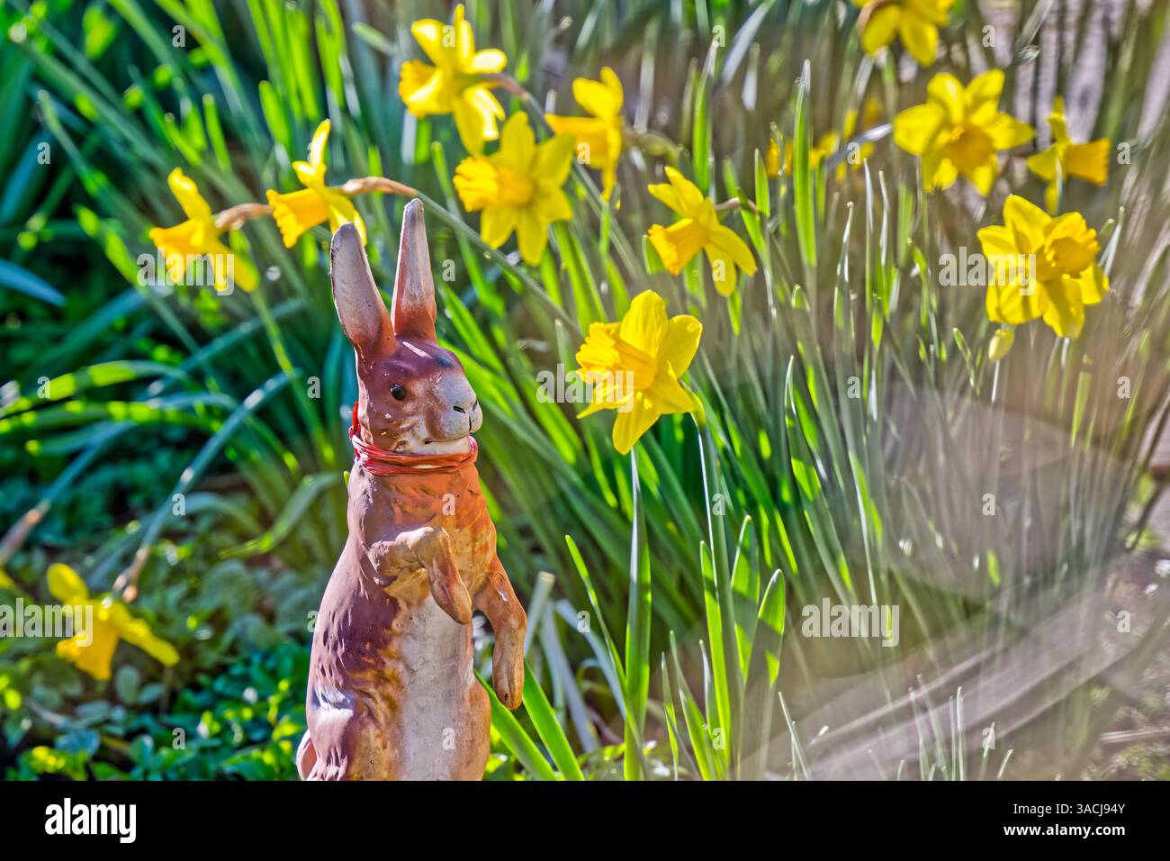 Schöne Ostern. Der Osterhase hat sich zwischen den gelben Narzissen ...