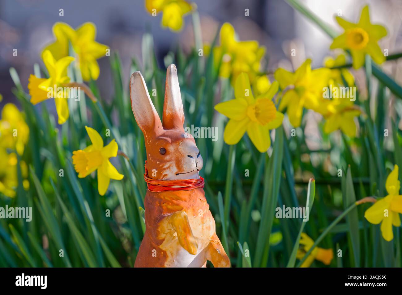 Schöne Ostern. Der Osterhase hat sich zwischen den gelben Narzissen ...