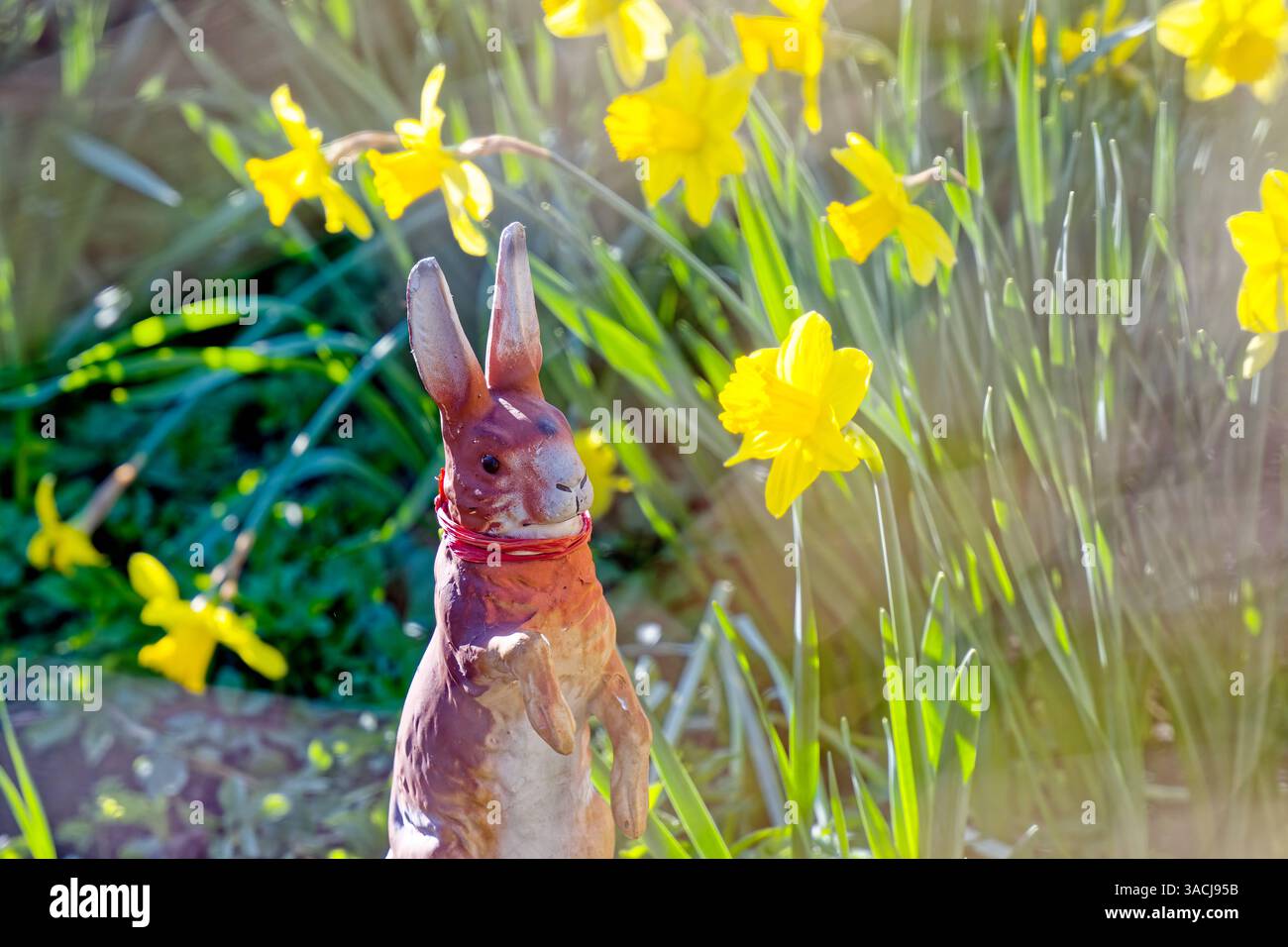 Schöne Ostern. Der Osterhase hat sich zwischen den gelben Narzissen ...