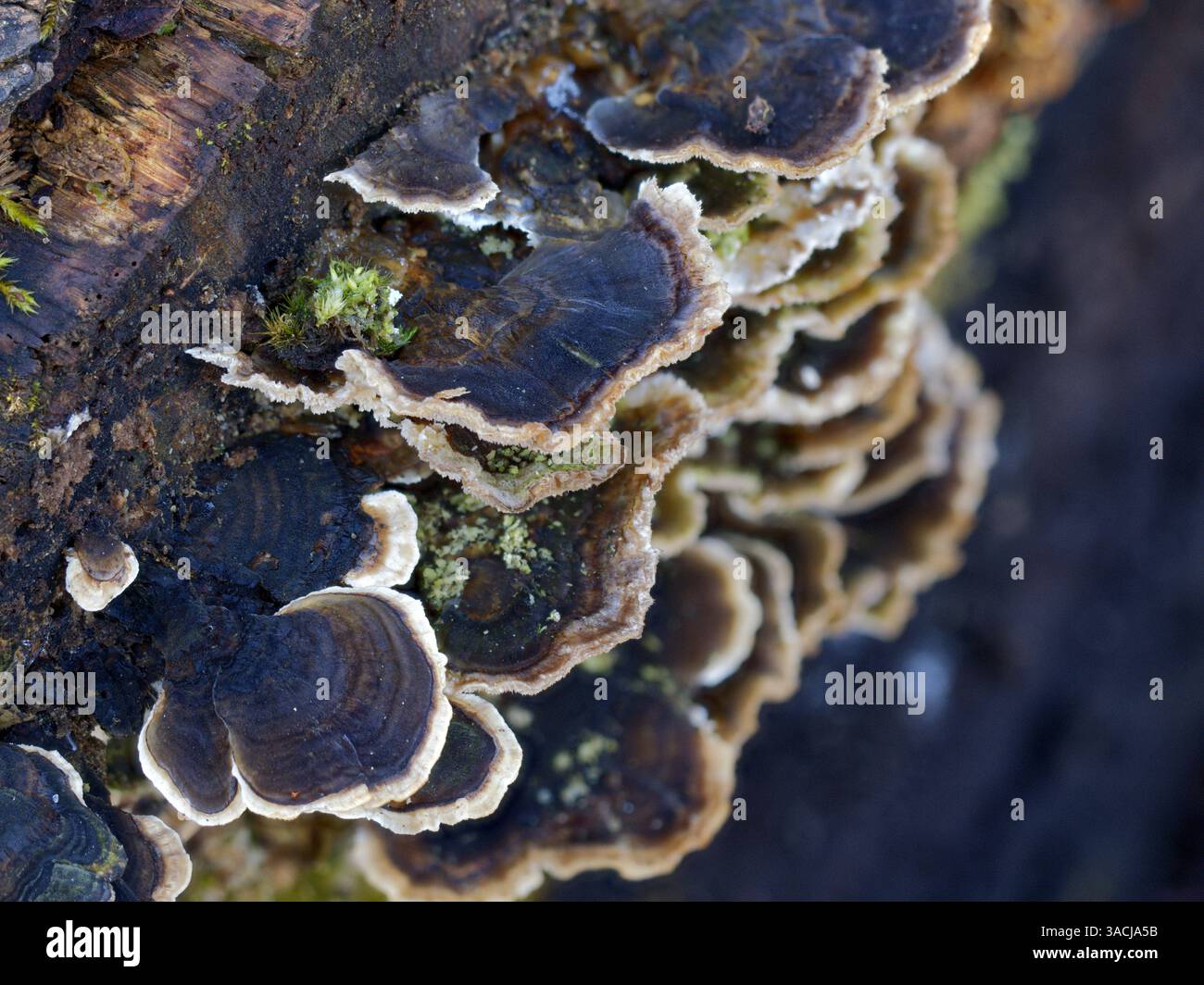 Fungus on tree. Tree fungus (Trametes versicolor) growing on a stump ...