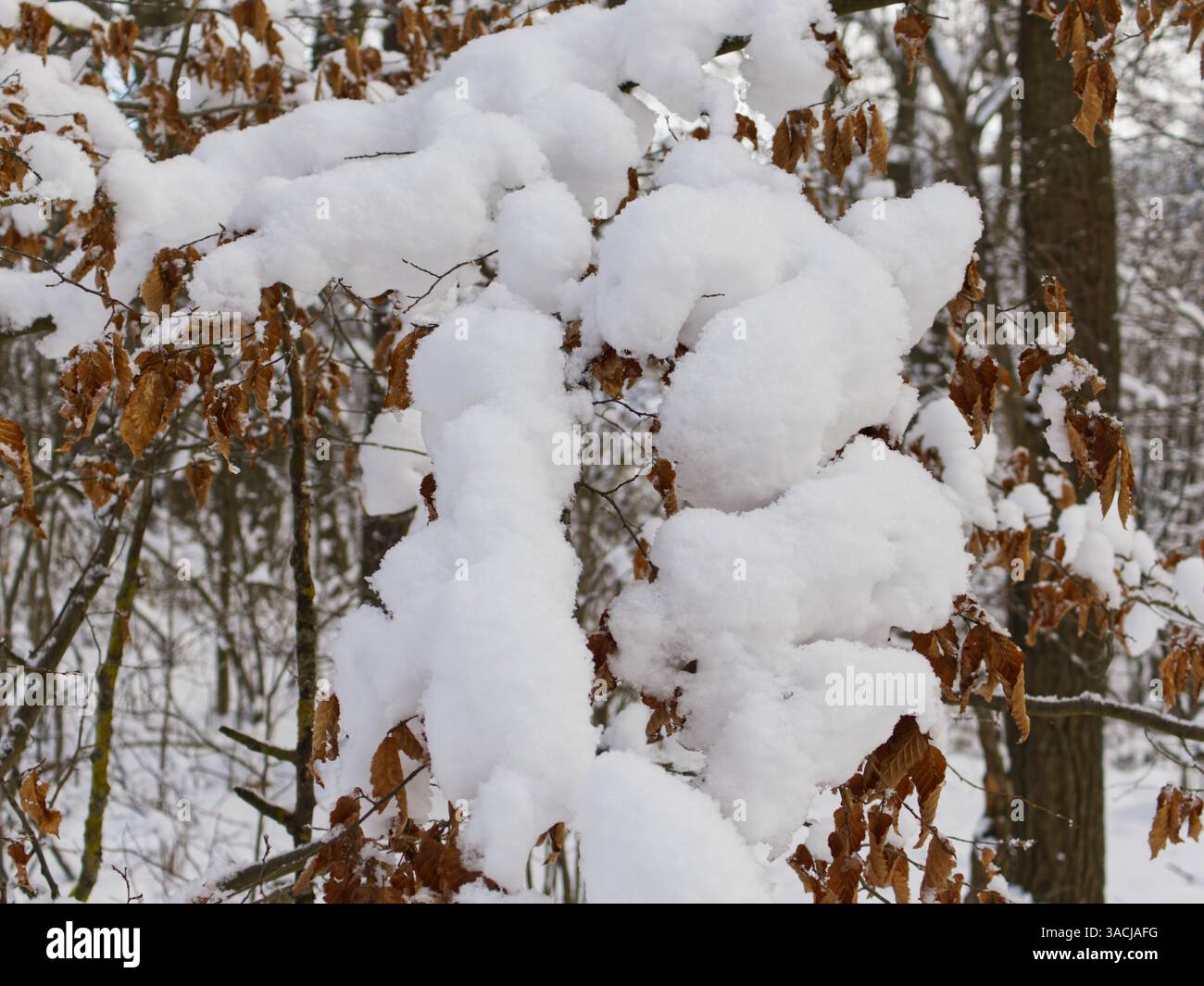 Tree top branches covered hi-res stock photography and images - Alamy