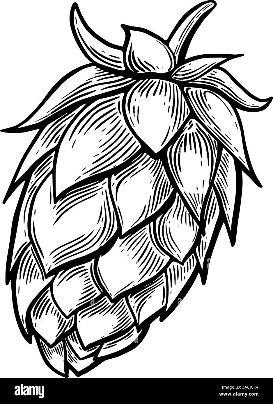 Detailed Black and White Hop Cone Vector Illustration Stock Vector ...