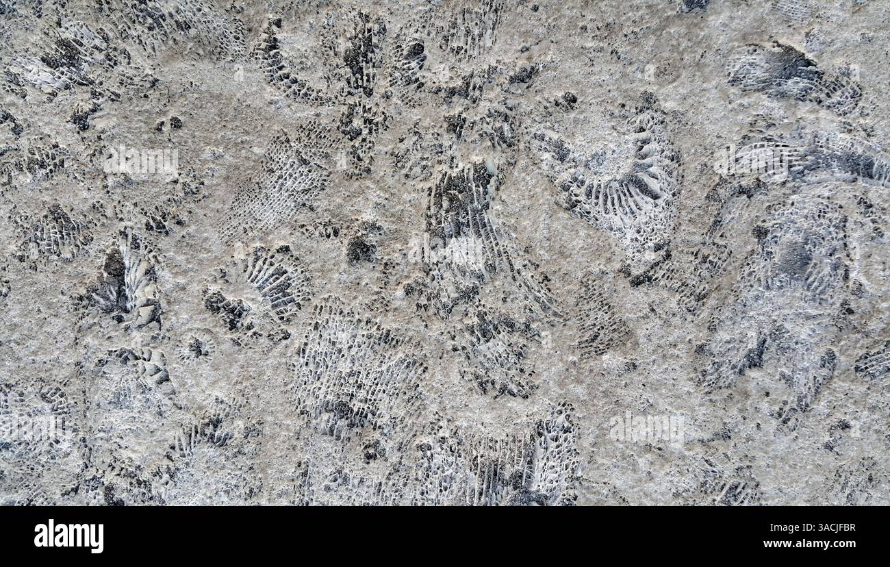 Background of ammonite fossils on a rock Stock Photo - Alamy