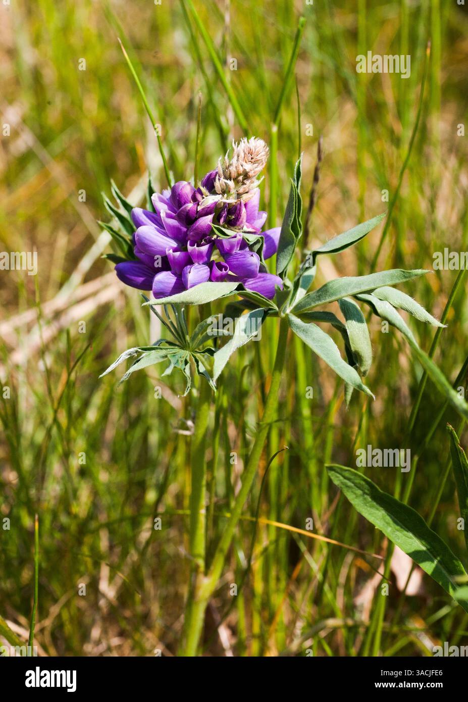 Lupinus polyphyllus Large leaved lupine Stock Photo - Alamy