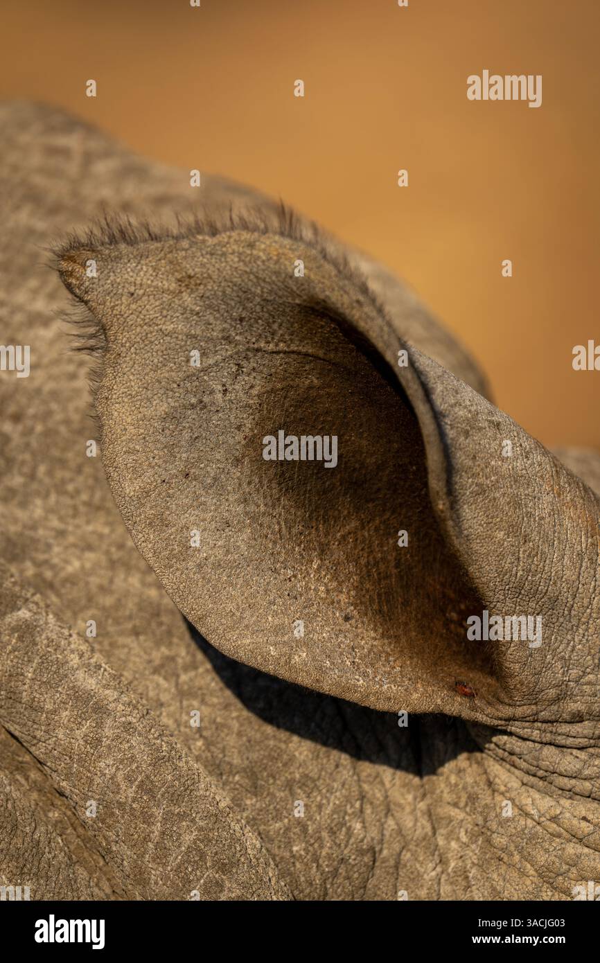 Right ear of white rhino in sunshine Stock Photo - Alamy