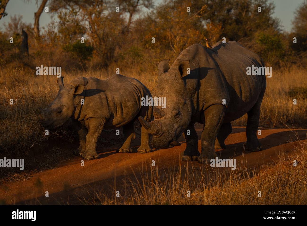 White rhino and calf stand on track Stock Photo - Alamy