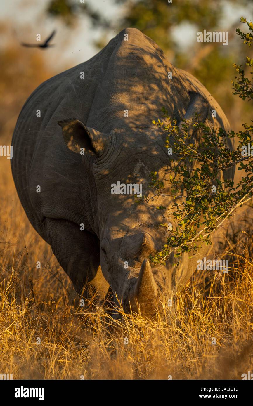 White rhino stands in shade of bush Stock Photo - Alamy