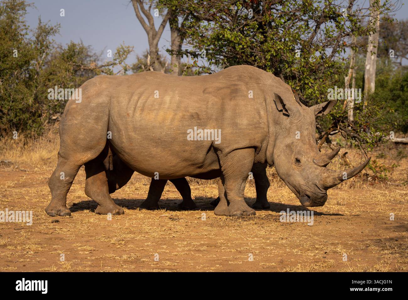 White rhino stands with calf hiding behind Stock Photo - Alamy