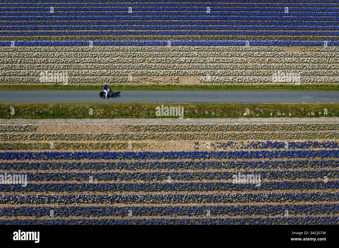 NOORDWIJKERHOUT - Drone photo of tourists biking through fields of ...