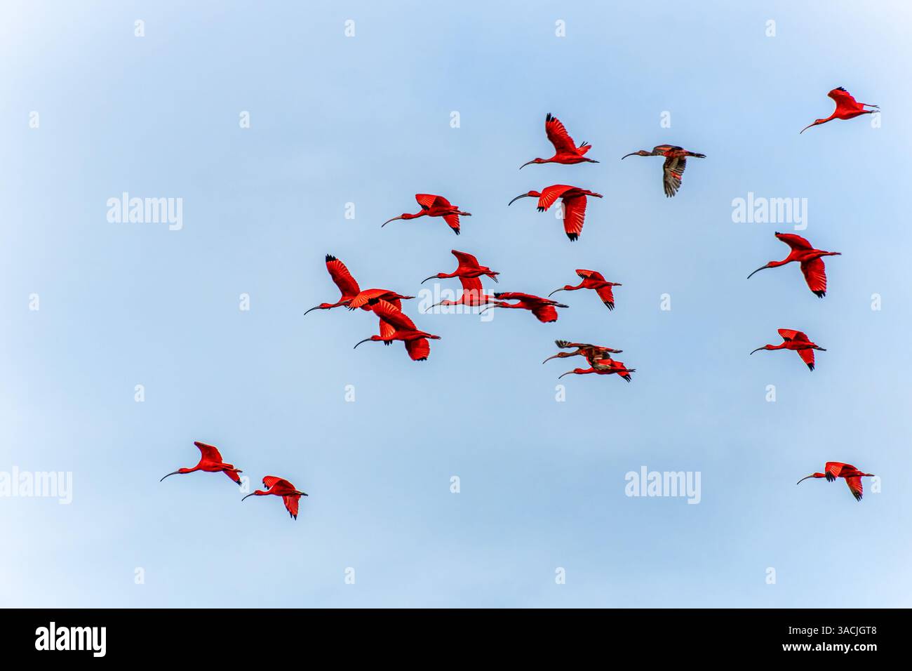 Large red scarlet ibis flying back home to their sleeping place ...