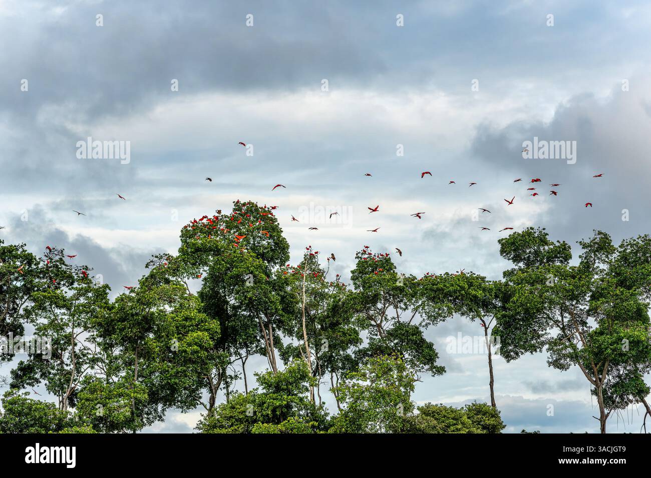 Large red scarlet ibis flying back home to their sleeping place ...