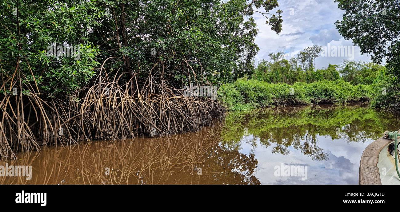 Boat trip on the Igarape do Urubu River, Delta das Americas, Ilha das ...