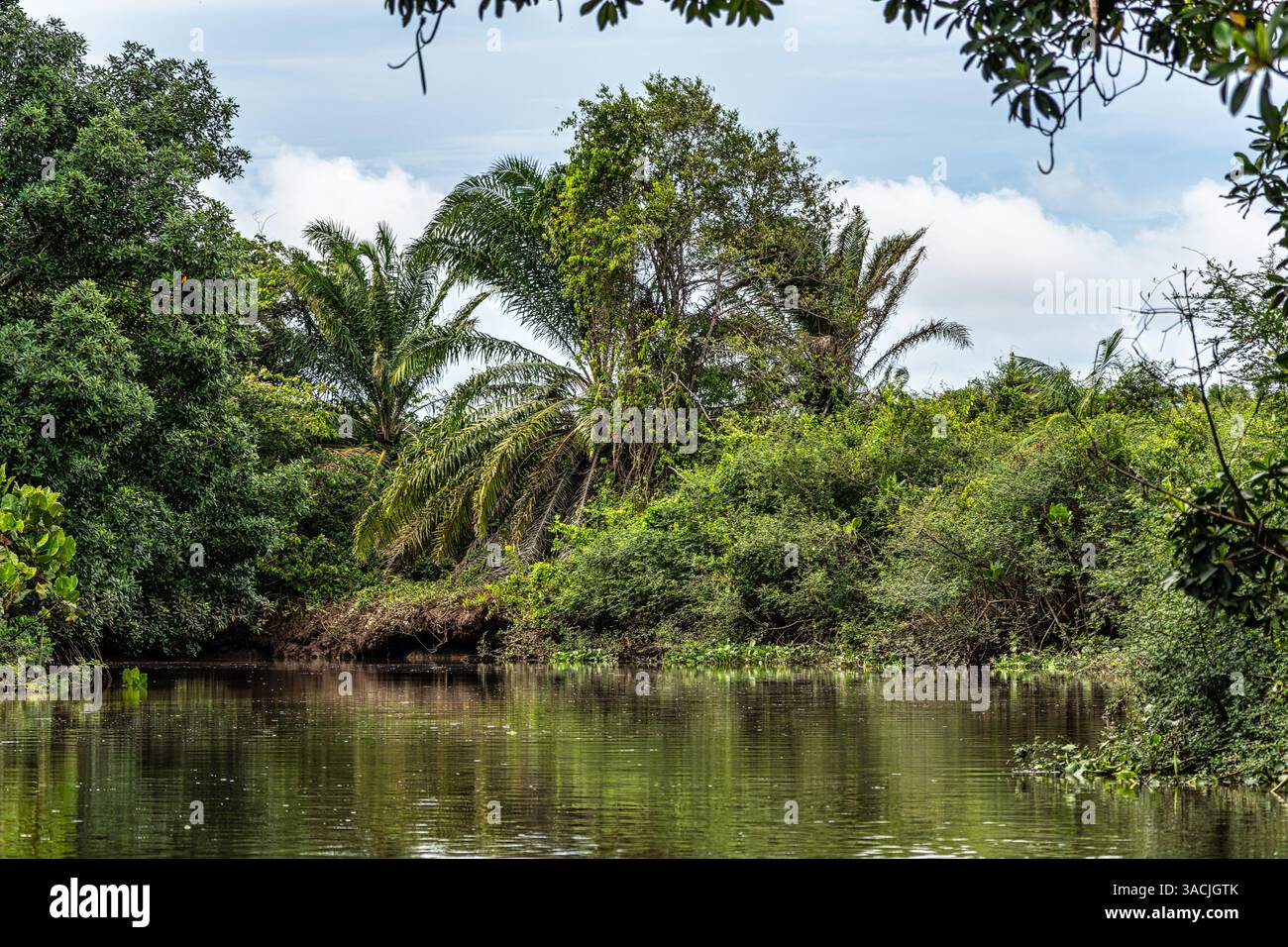 Boat trip on the Igarape do Urubu River, Delta das Americas, Ilha das ...
