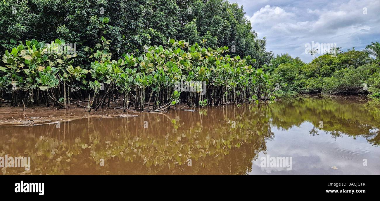 Boat trip on the Igarape do Urubu River, Delta das Americas, Ilha das ...
