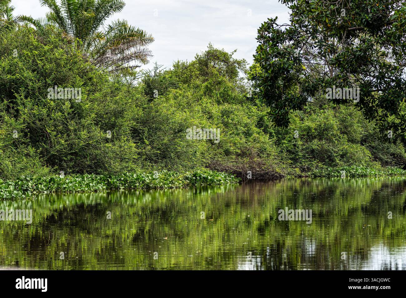 Boat trip on the Igarape do Urubu River, Delta das Americas, Ilha das ...