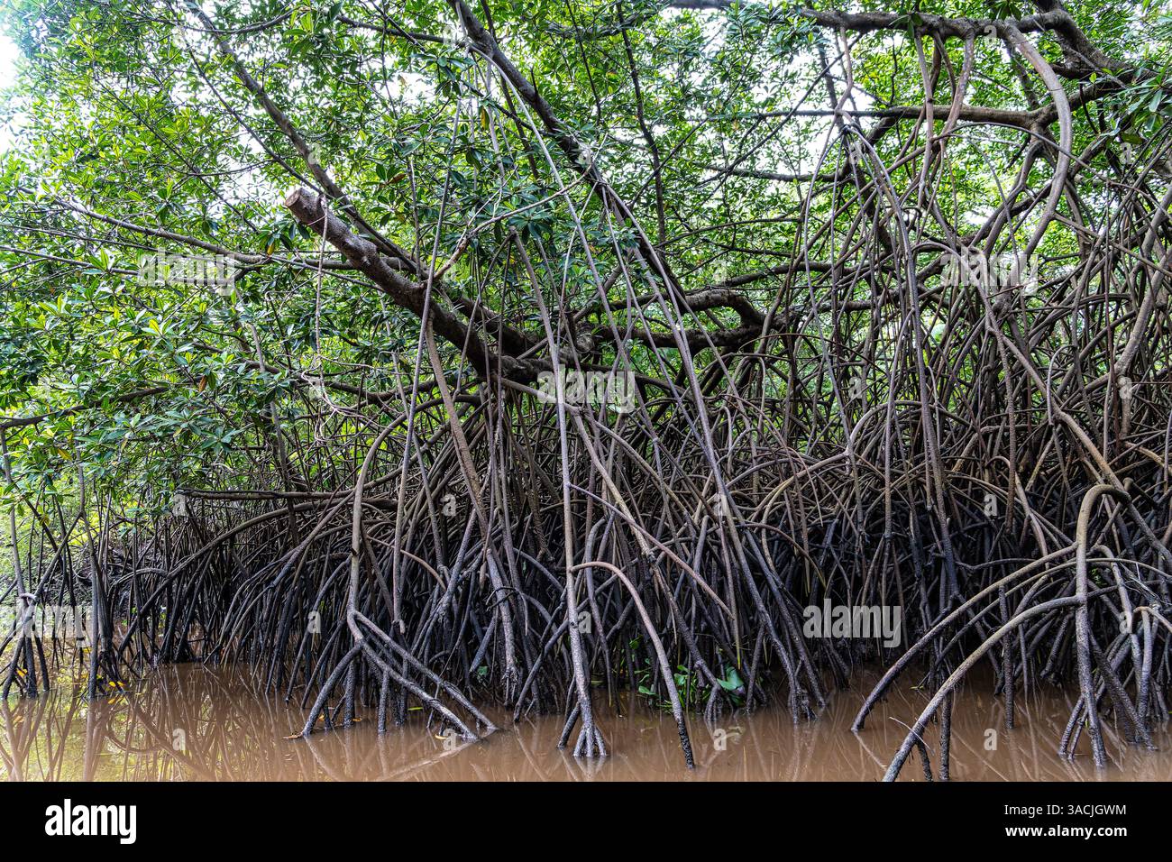 Boat trip on the Igarape do Urubu River, Delta das Americas, Ilha das ...