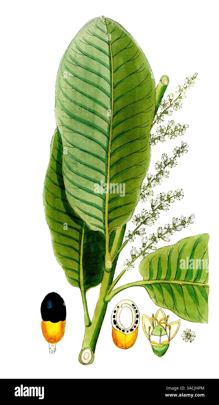 Semecarpus anacardium, Markfruchtbaum, auch Ostindischer Tintenbaum ...