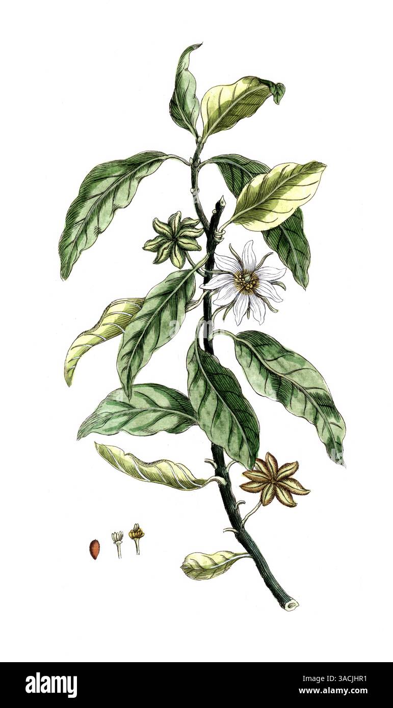 Illicium anisatum, Syn.: Illicium religiosum und Illicium japonicum ...