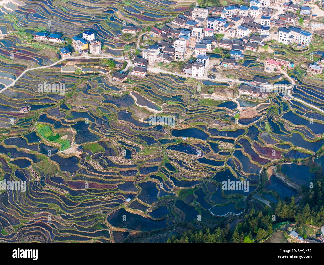 CONGJIANG, CHINA - APRIL 3, 2025 - Aerial photo shows rice terraces in ...