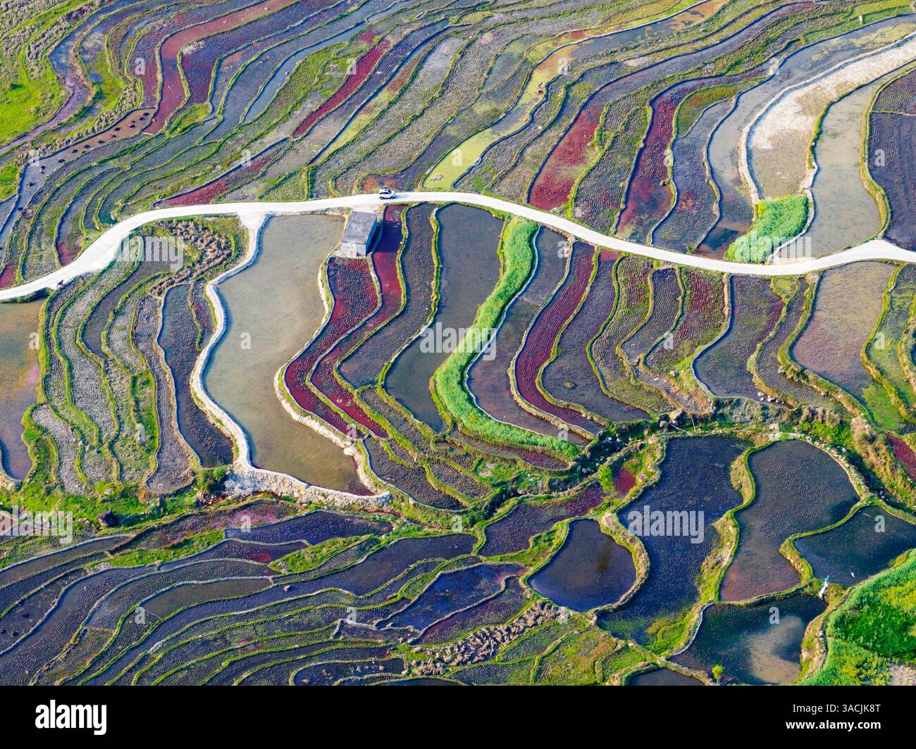 CONGJIANG, CHINA - APRIL 3, 2025 - Aerial photo shows rice terraces in ...