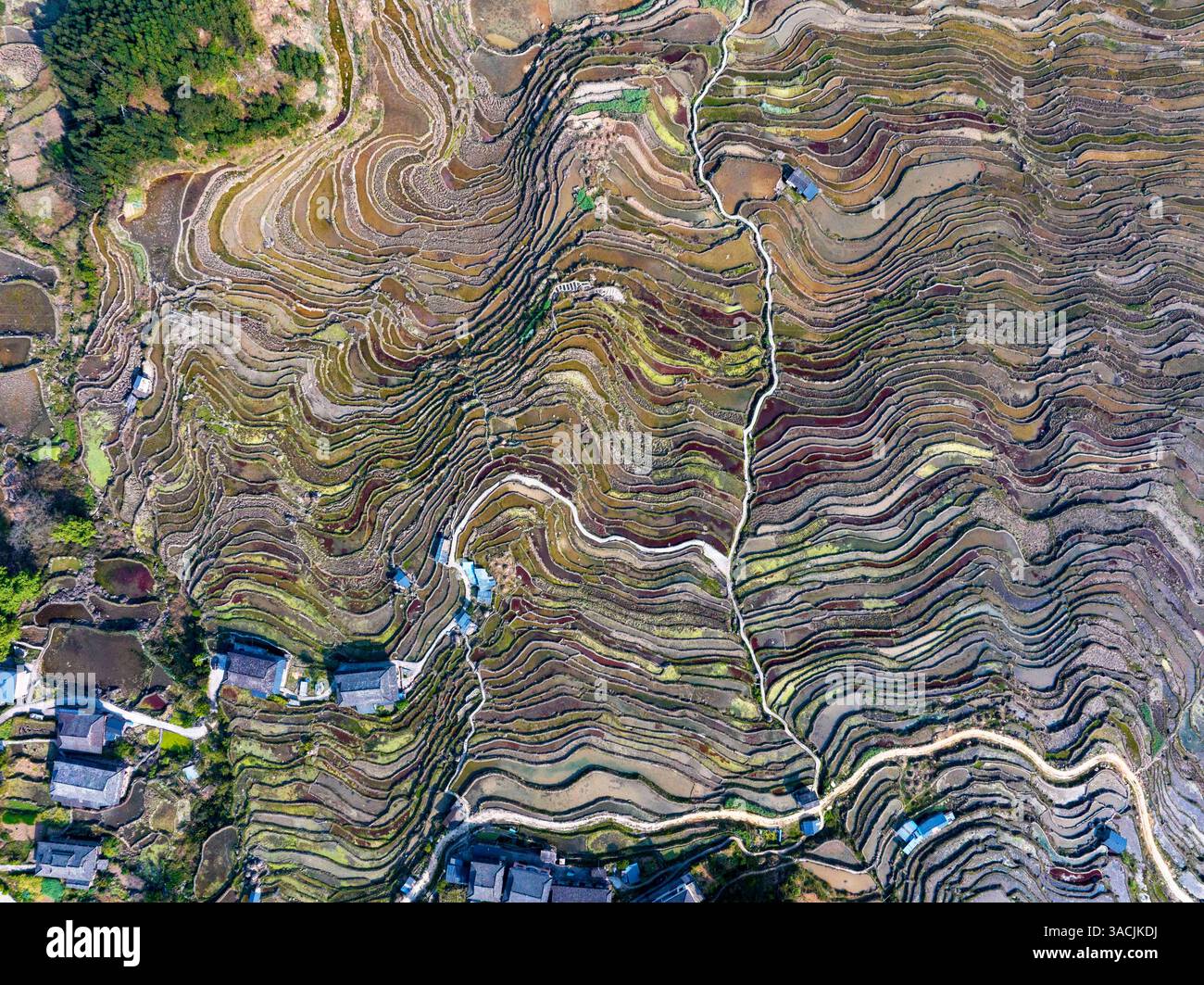 CONGJIANG, CHINA - APRIL 3, 2025 - Aerial photo shows rice terraces in ...