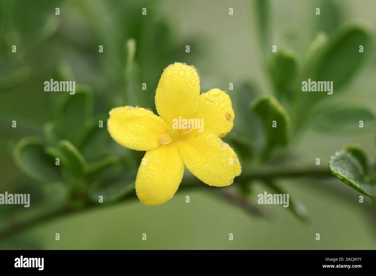Yellow Jasmine or Wild Jasmine (Chrysojasminum fruticans, Jasminum ...