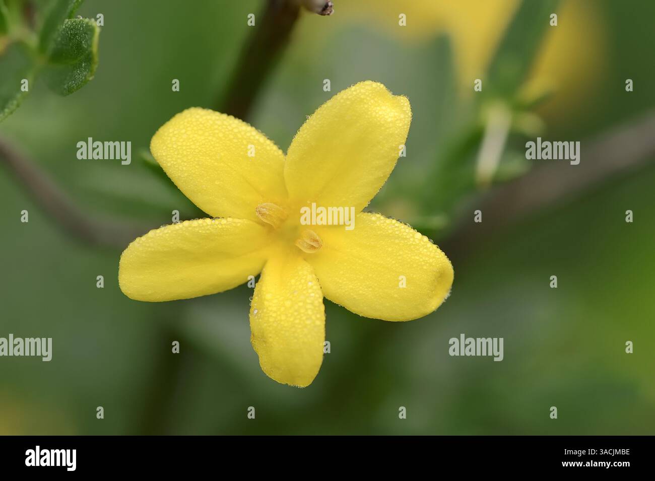 Yellow Jasmine or Wild Jasmine (Chrysojasminum fruticans, Jasminum ...
