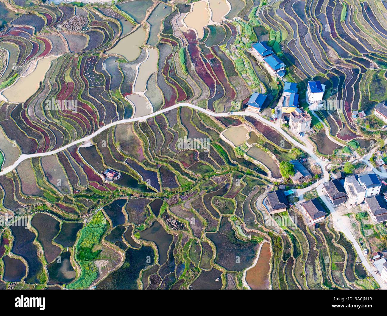CONGJIANG, CHINA - APRIL 3, 2025 - Aerial photo shows rice terraces in ...