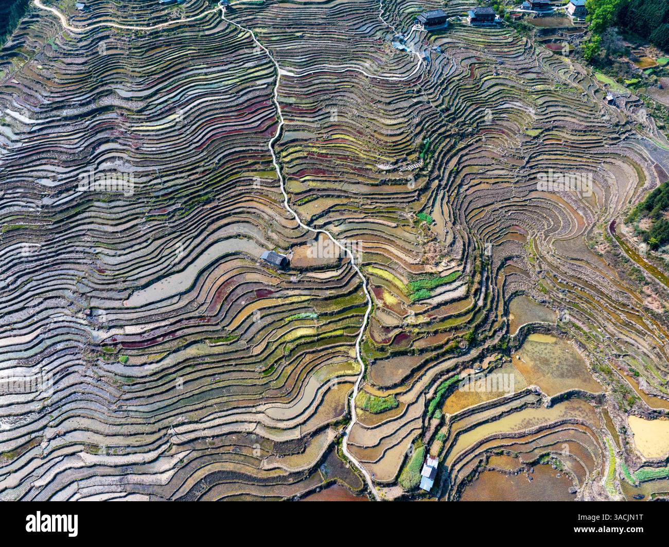 CONGJIANG, CHINA - APRIL 3, 2025 - Aerial photo shows rice terraces in ...