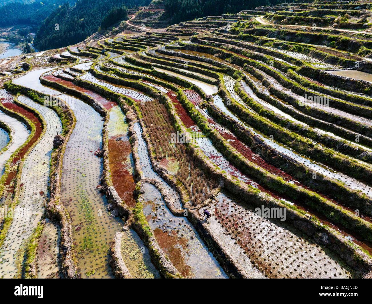 CONGJIANG, CHINA - APRIL 3, 2025 - Aerial photo shows rice terraces in ...
