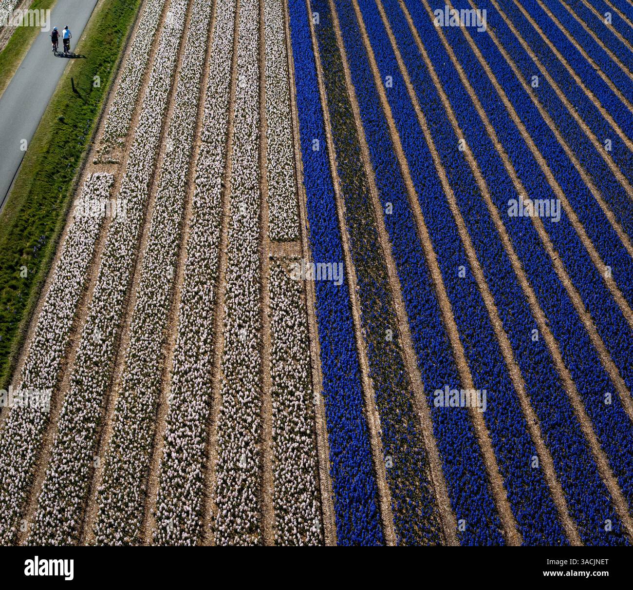 NOORDWIJKERHOUT - Drone photo of tourists biking through fields of ...