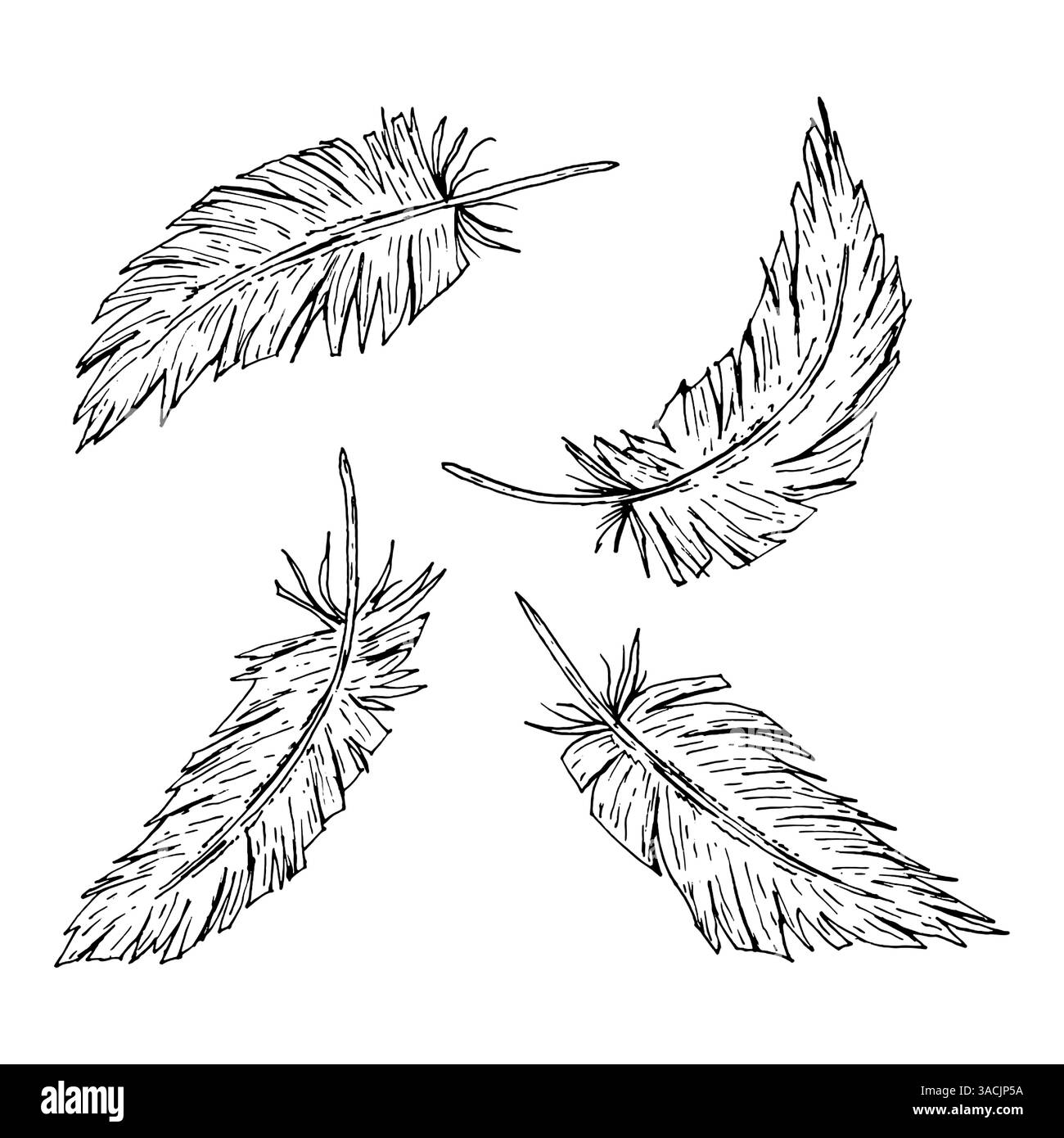 Vector set of four hand drawn feathers in monochrome ink style. Ideal ...