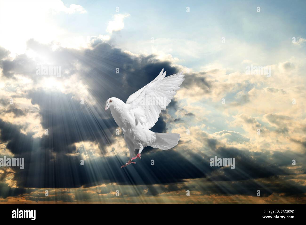 Beautiful white dove flying in sky under sunlight Stock Photo - Alamy