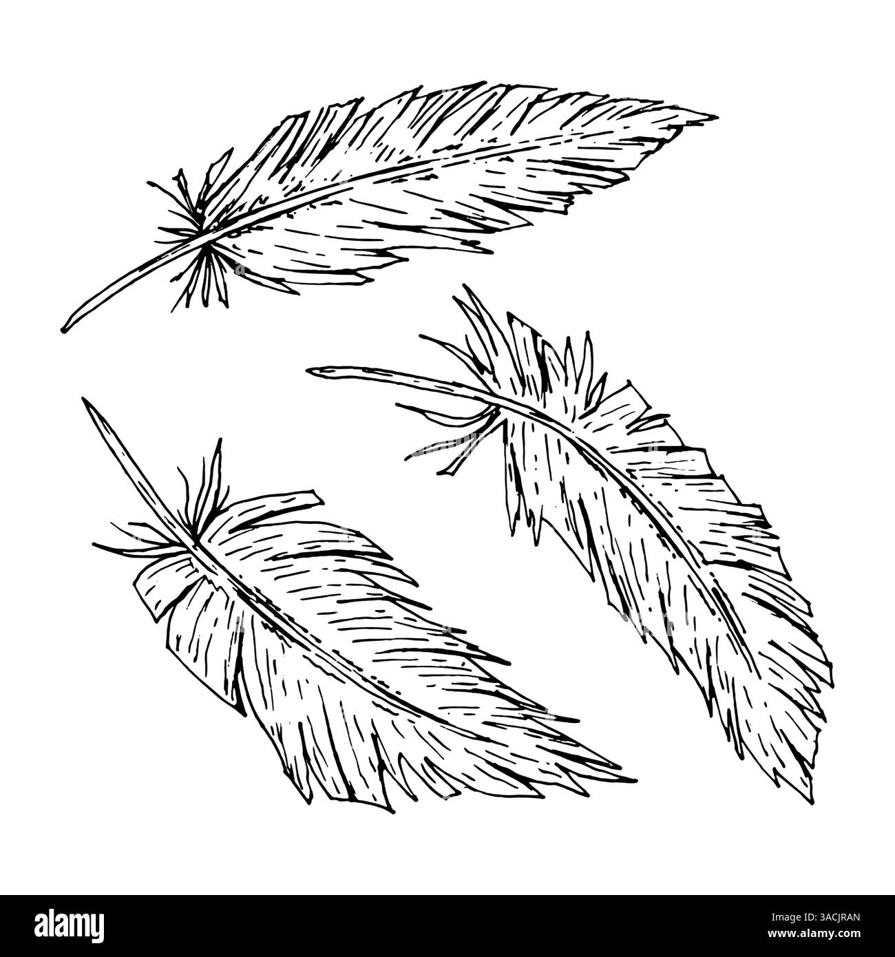 Vector illustration of three hand drawn feathers in ink line style ...