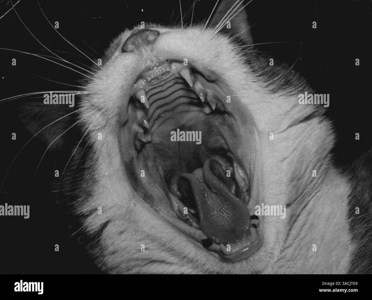 Misc animals cats hi-res stock photography and images - Alamy