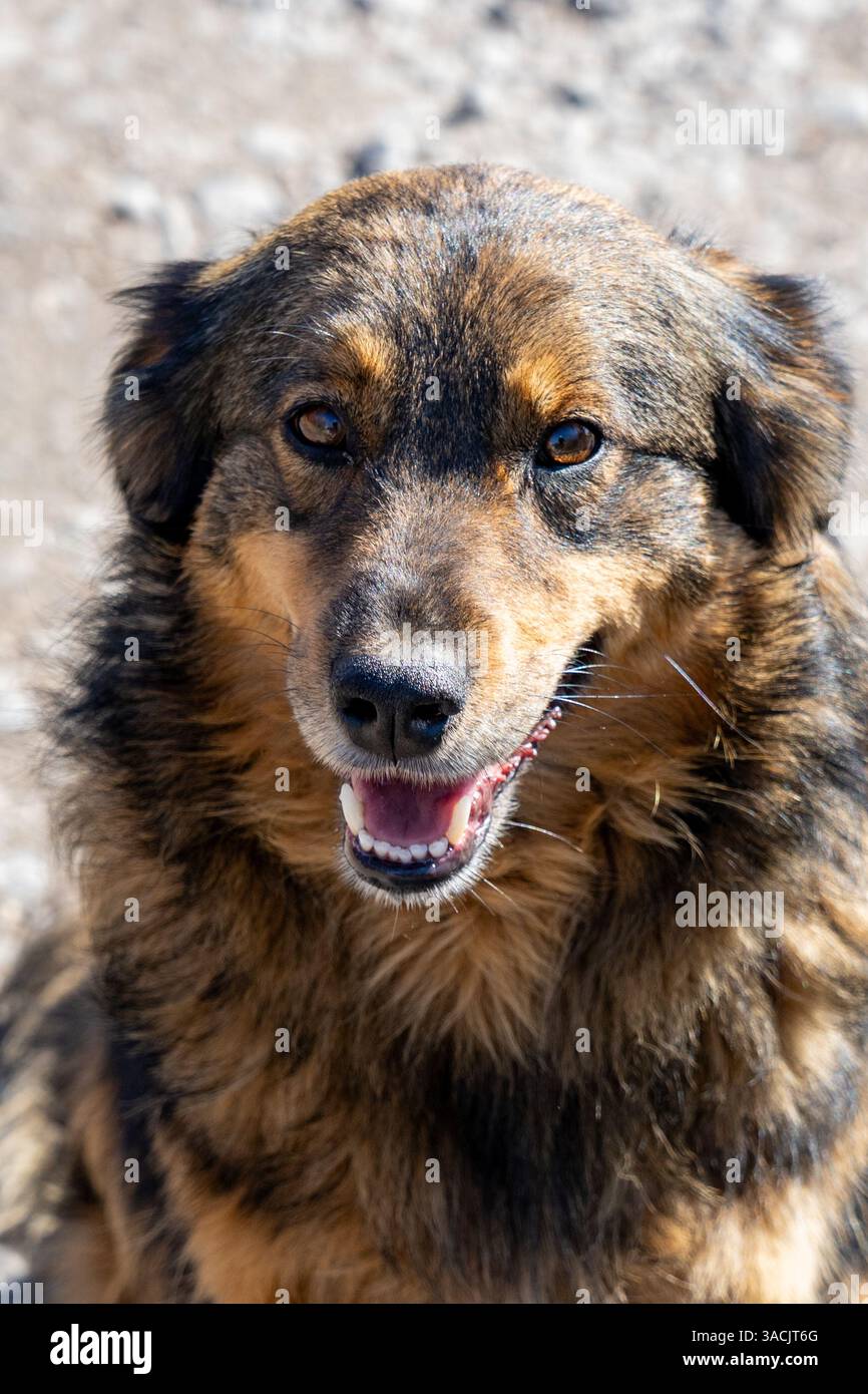 A cheerful dog with a fluffy coat enjoys the warmth of the sun in a ...