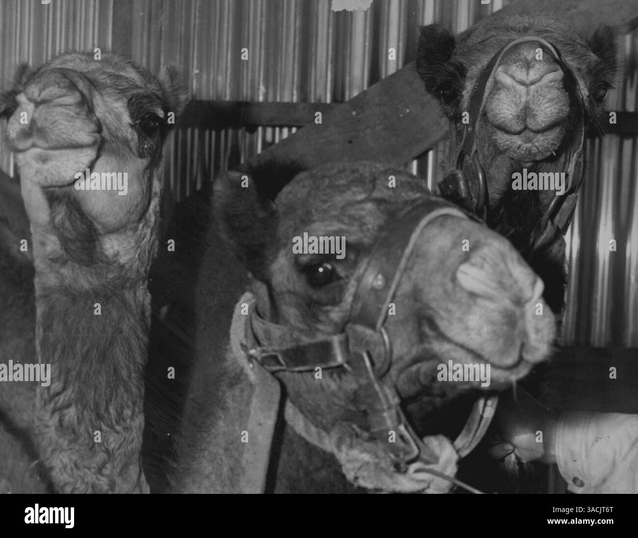 On Deck. One of the camels among the 600 Australian animals and birds ...