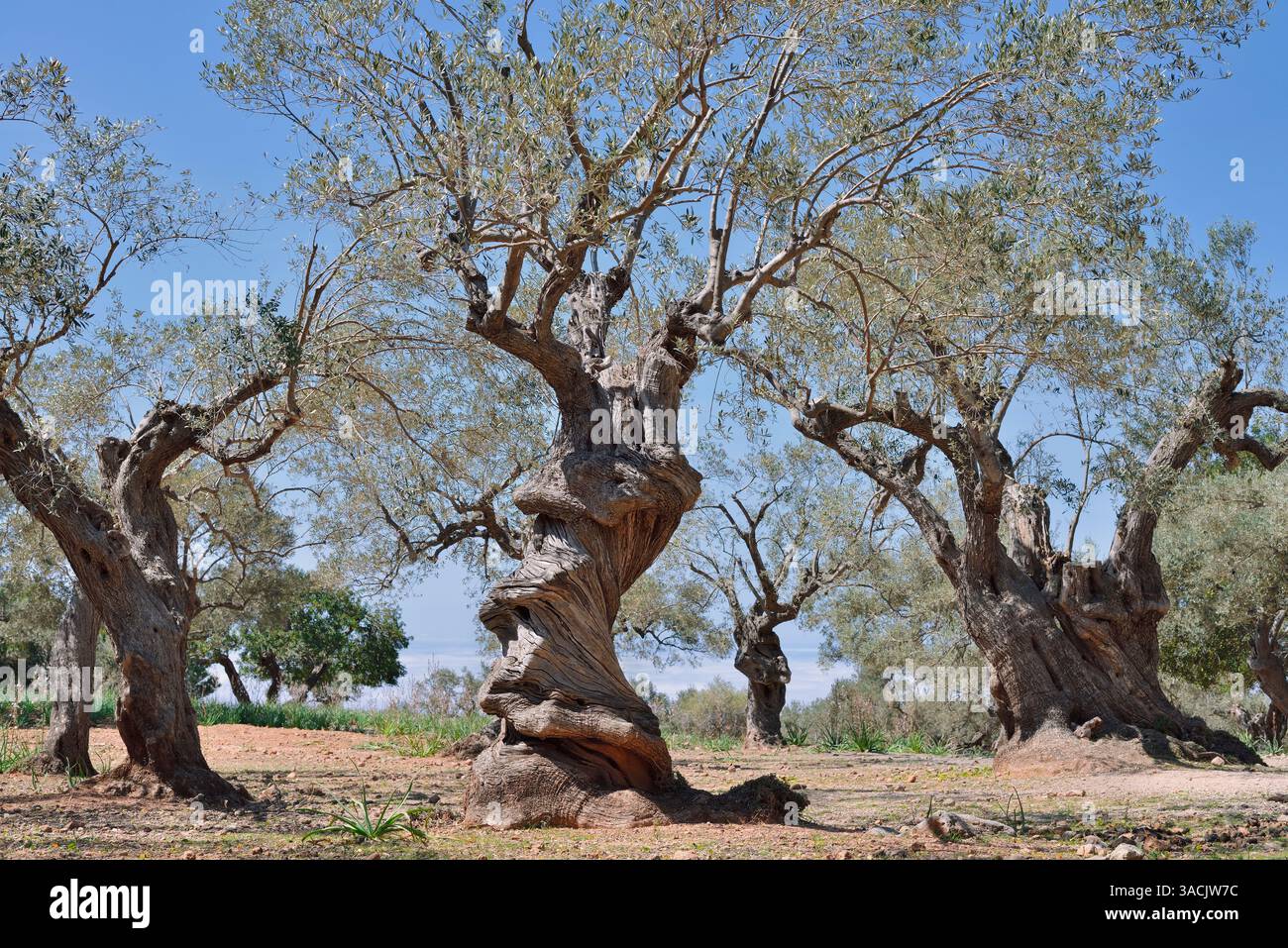 Olive tree (Olea europaea), Serra de Tramuntana, Mallorca, Spain ...