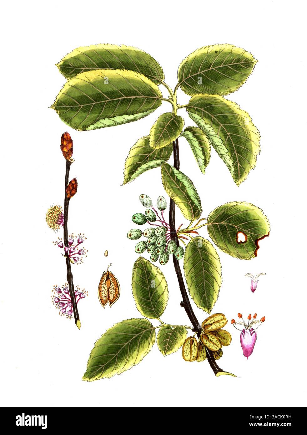 Ulmus campestris, Feldulme, digitale Reproduktion einer historischen Vorlage, zwischen 1790 bis ...